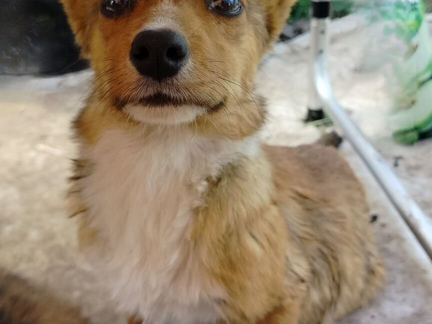 Щенок корги кардиган мальчик