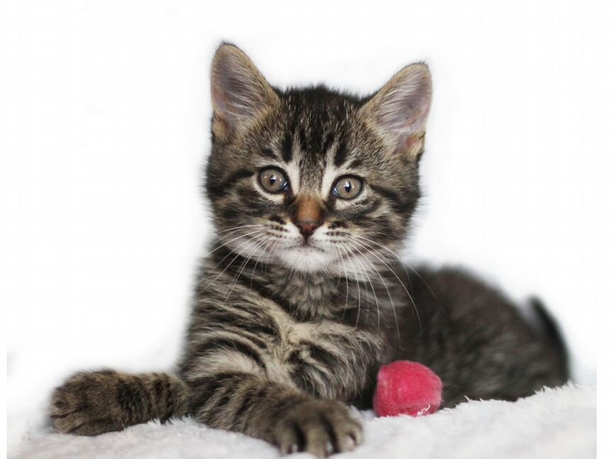 Полосатая принцесса ищет семью, возраст 8 недель