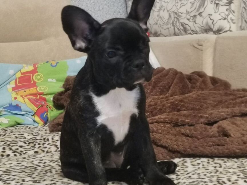 Девочка француз