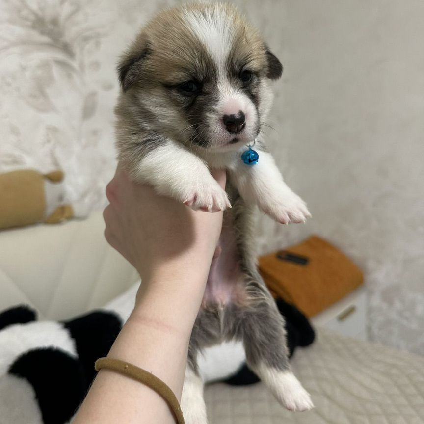 Вельш Корги Пемброк, щенок