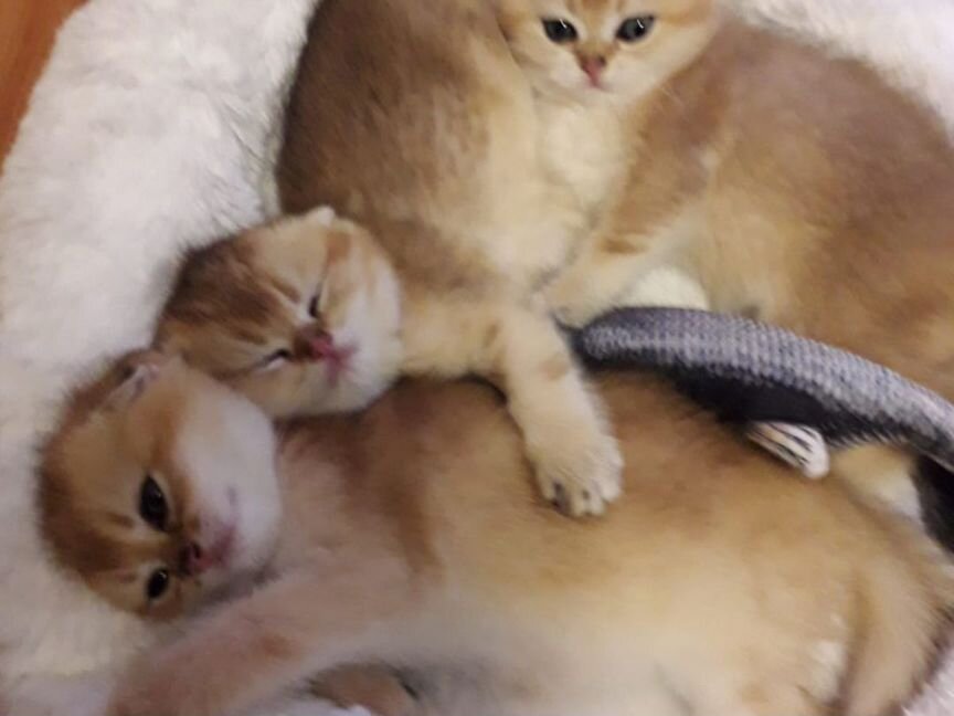 Котята золотой шиншилы