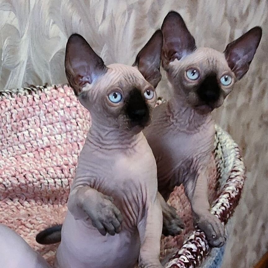 Класснючие девчульки