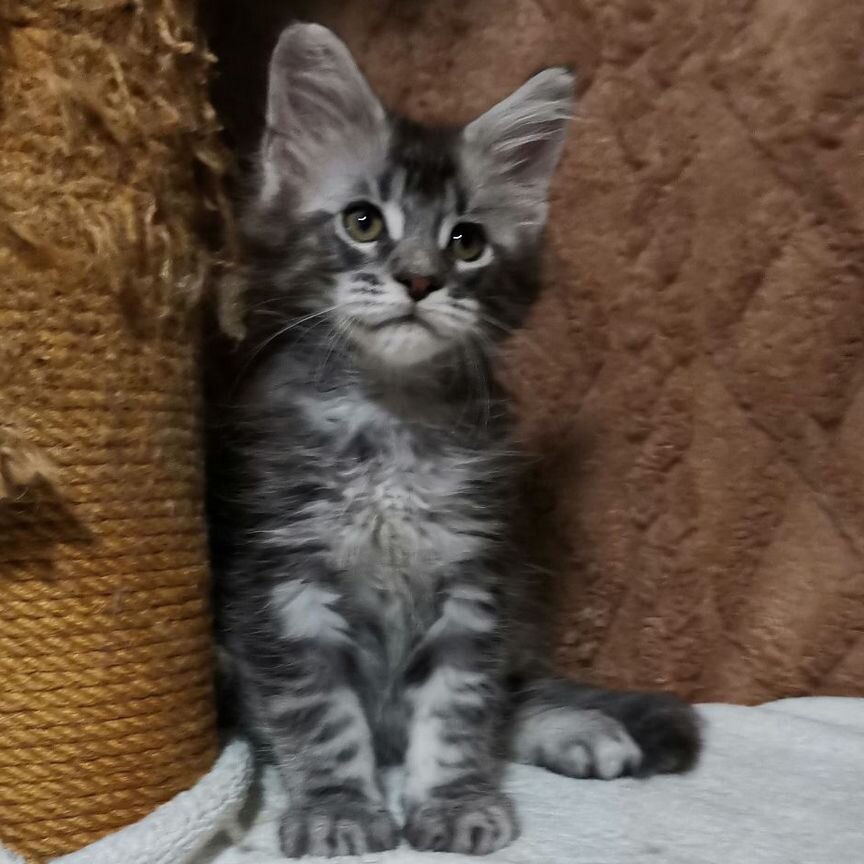 Мейн-кун котёнок