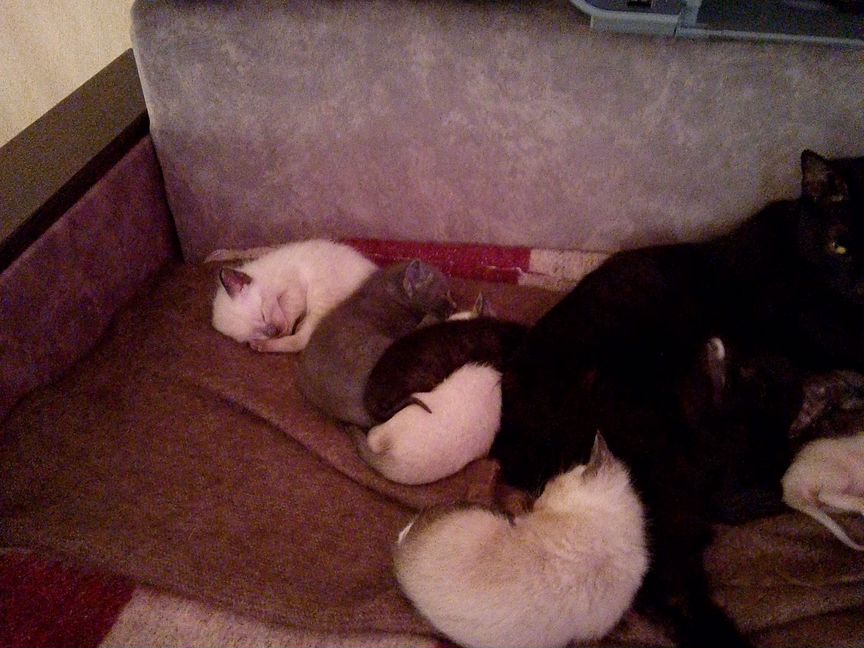 Котята Сьямские 2 месяца