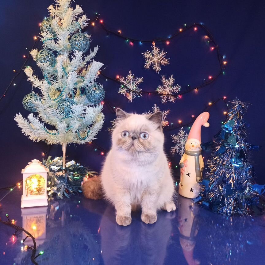 Экзоточка блюкрем пойнт