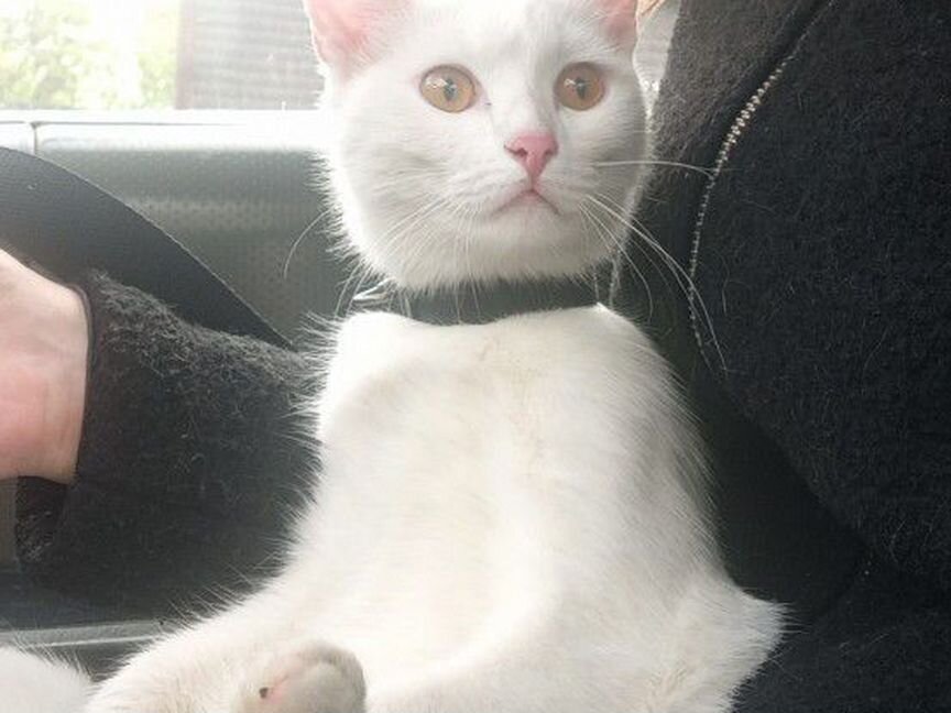 Кошка, котенок, белая