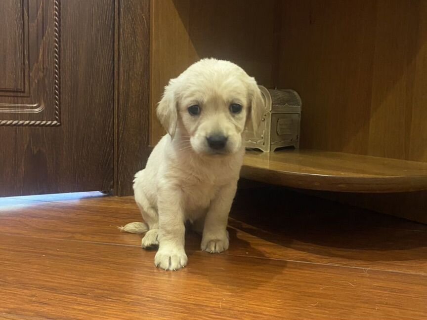 Продам очаровательных щенков лабрадора от 8 тыс