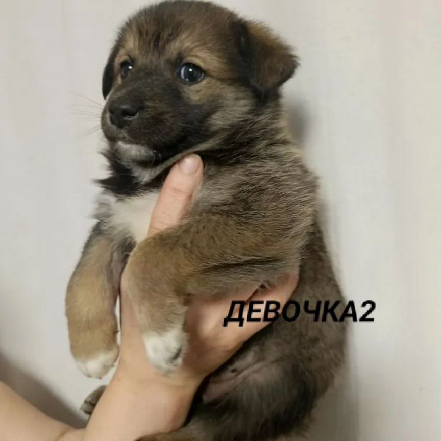 Щенок в добрые руки