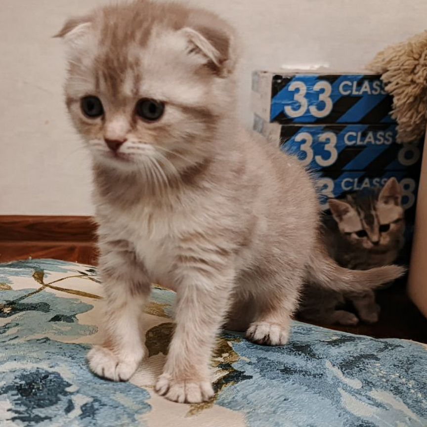 Шотландский вислоухий короткошёрстный котёнок