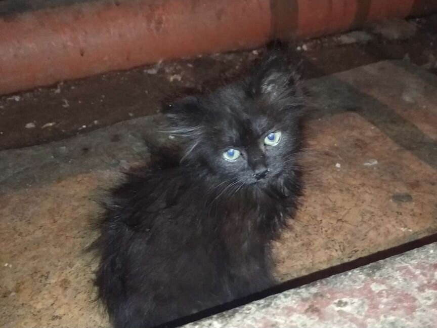 Котенок- домовёнок в добрые ручки