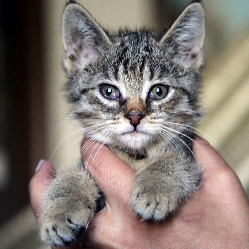 Котёнок Луня, 2.5 месяца, мальчик