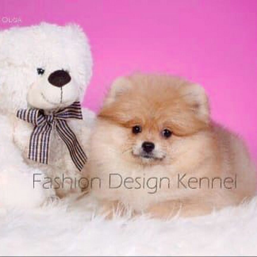 Шпиц щенок мальчик