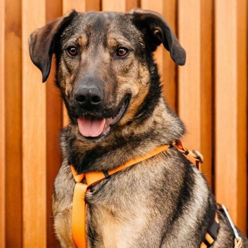 Взрослый пёс в добрые руки