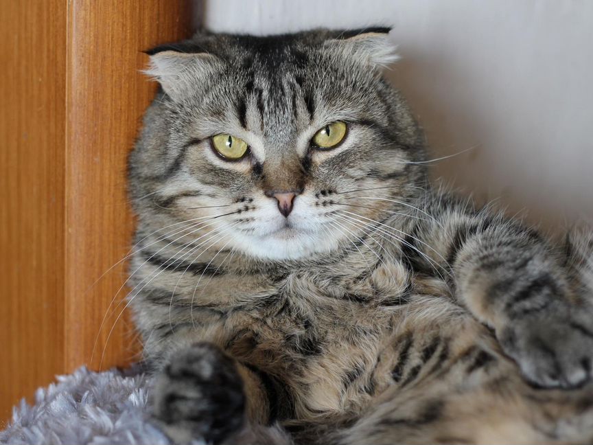 Обаятельный котик Мото-мото ищет дом