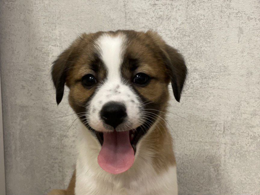 Щенки Рассел терьера