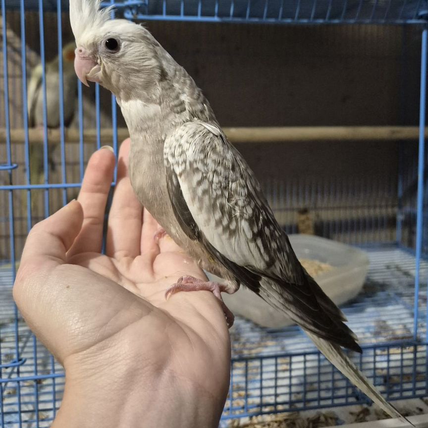 Попугай корелла выкормыш ручной