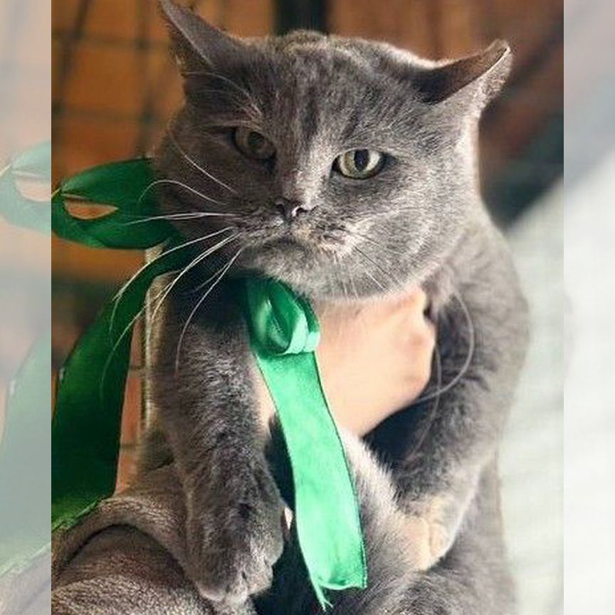 Взрослая кошка в добрые руки