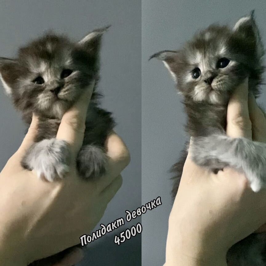 Мейн-кун полидакты и стандарт