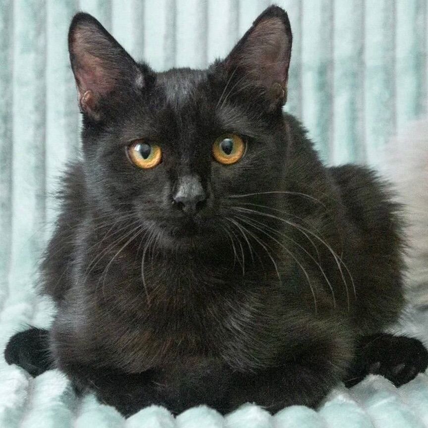 Нежная черная котенок Ночка в добрые руки