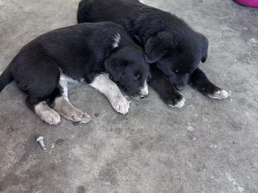 Щенки В добрые руки