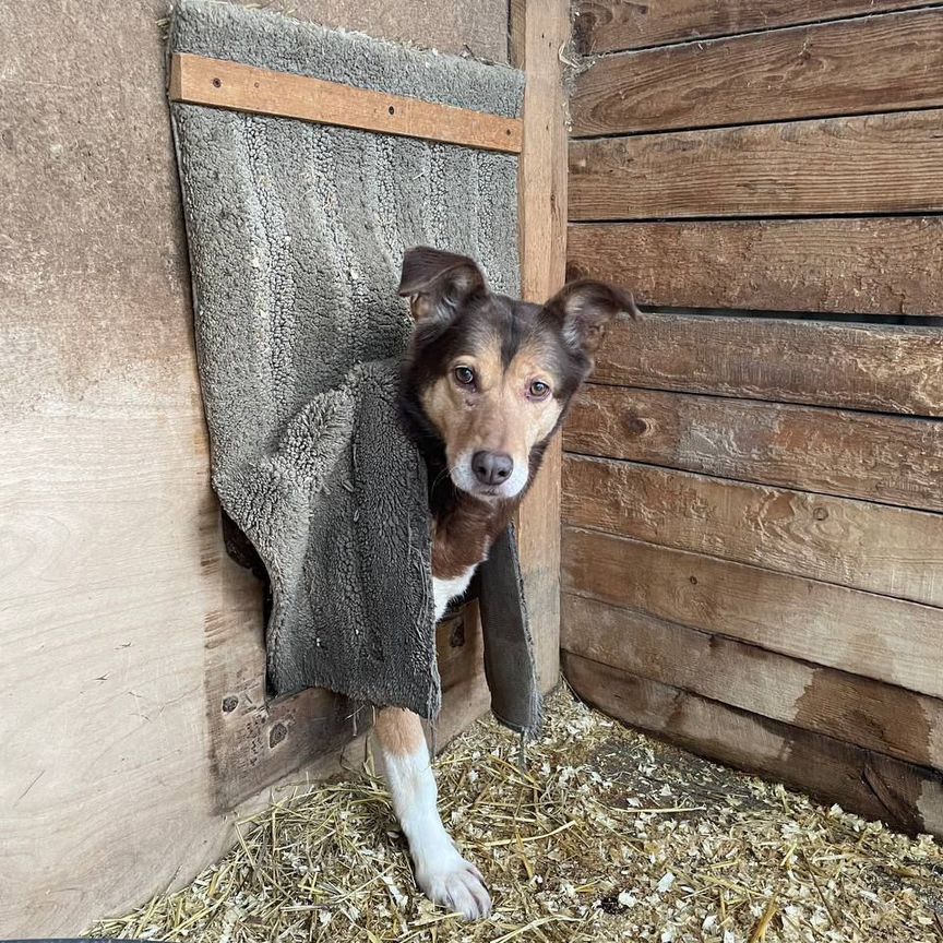 Каштанка Каштаньевна ищет добрые ручки