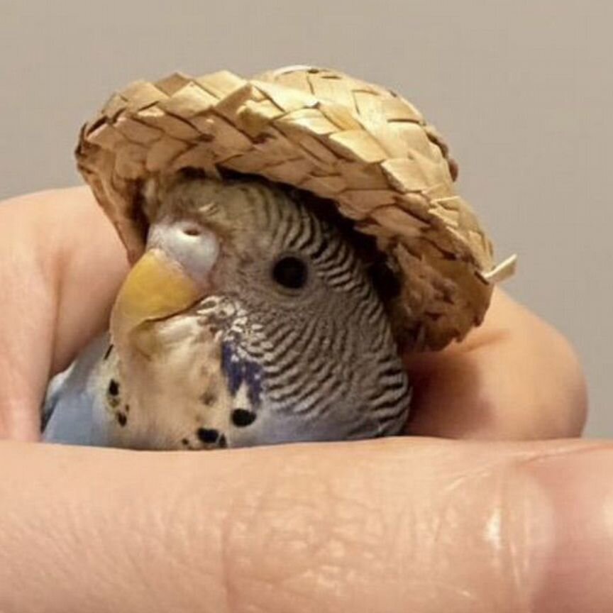 Волнистый попугай