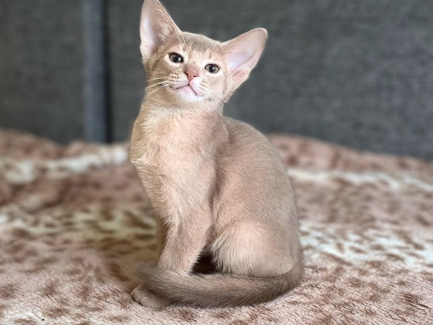 Абиссинские котята