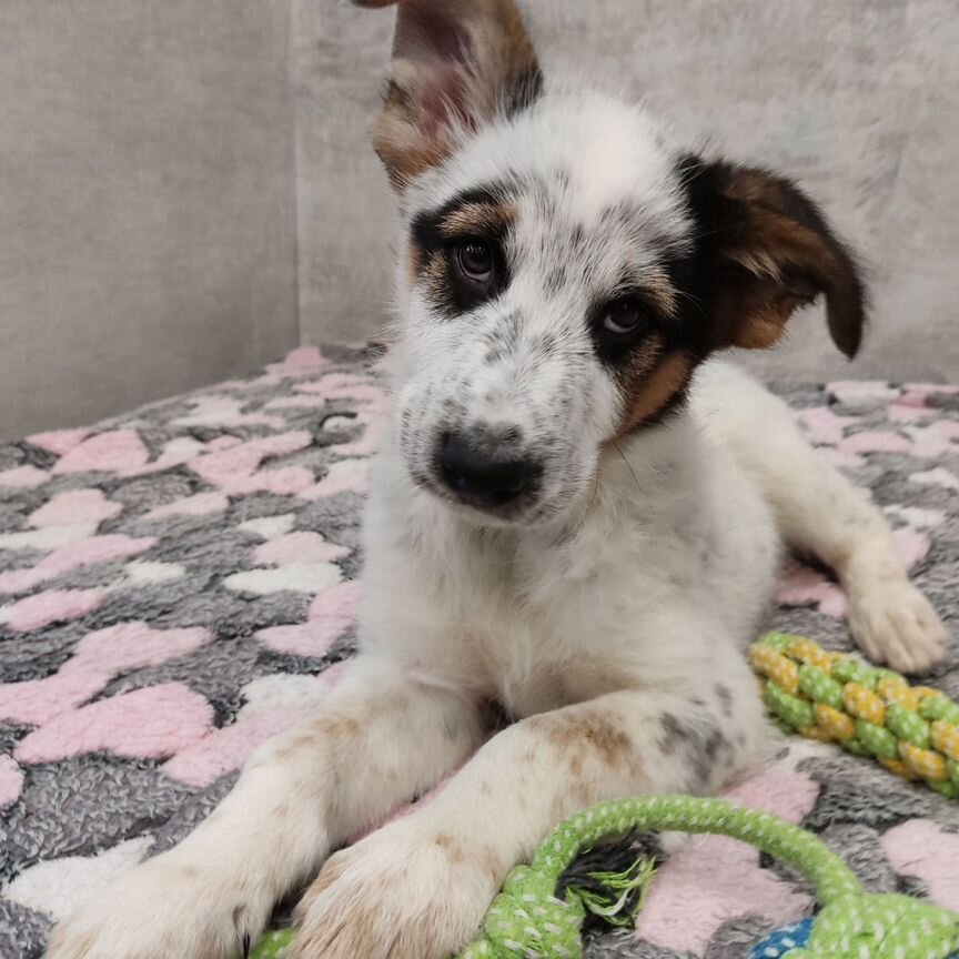 Малыш с приюта 3 мес