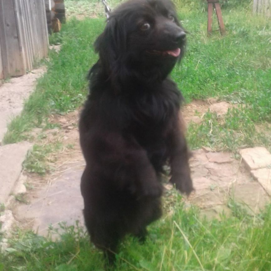 Взрослый пёс в добрые руки