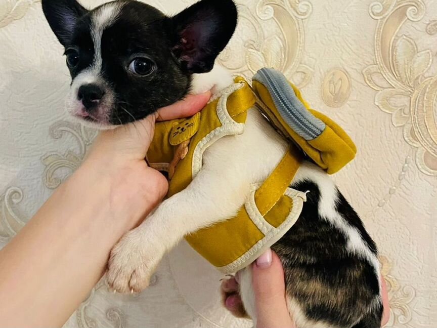 Чихуахуа мальчишка