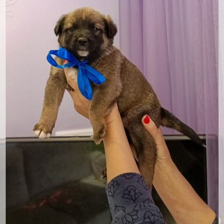 Щенок в добрые руки