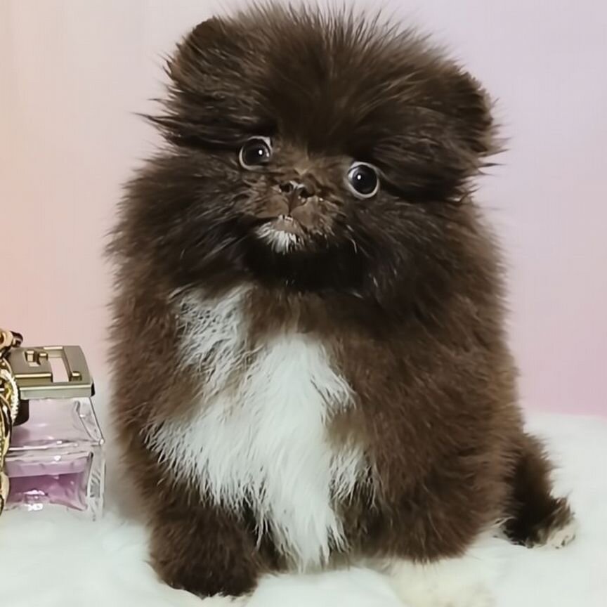 Померанский шпиц, щенок