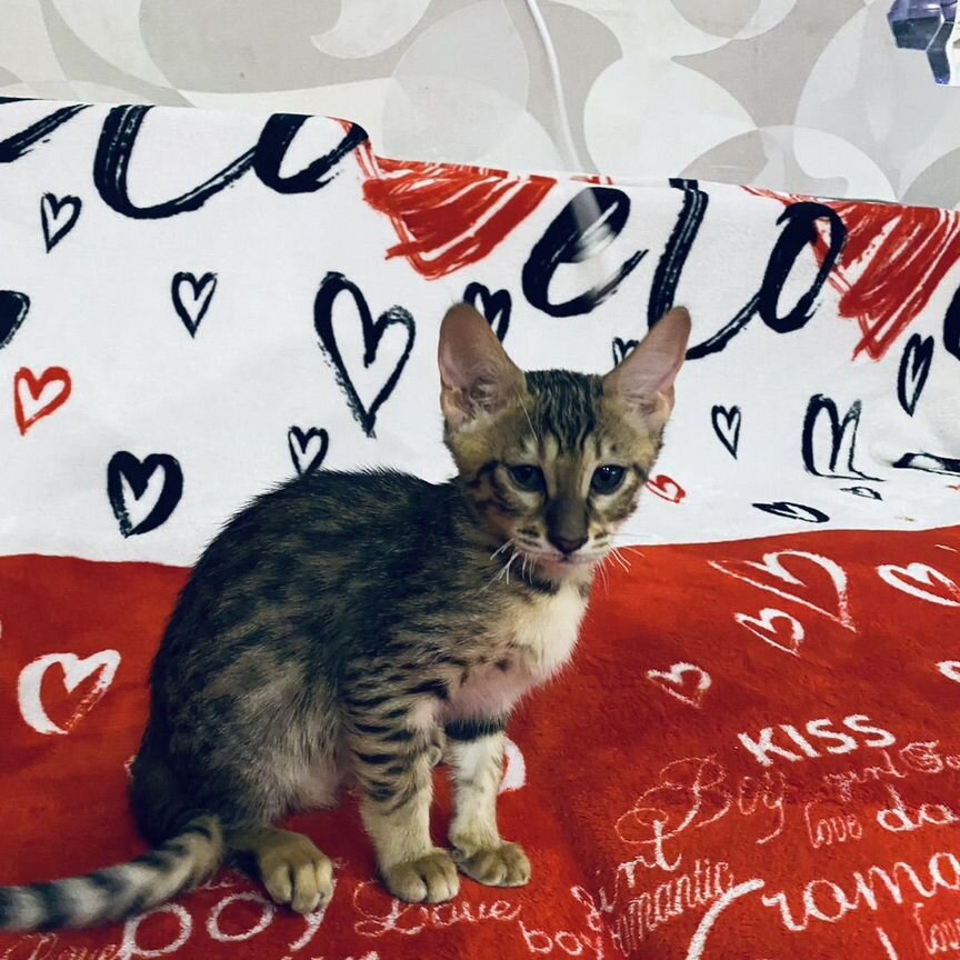 Котенок Йена Саванна уголь