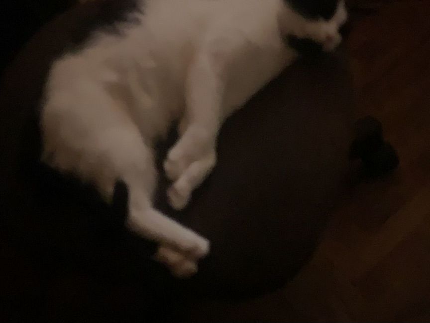 Кошка в дар