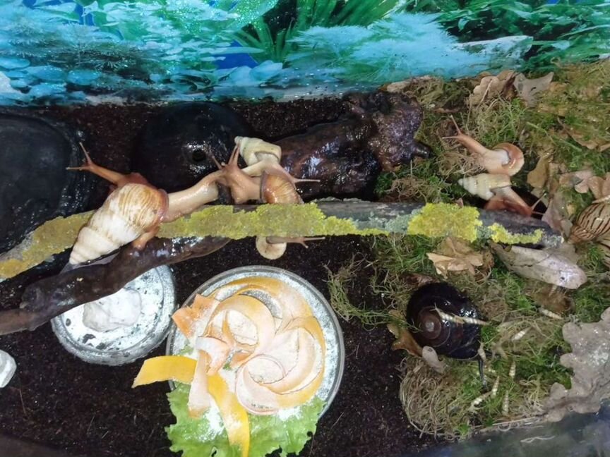 Террариум с улитками