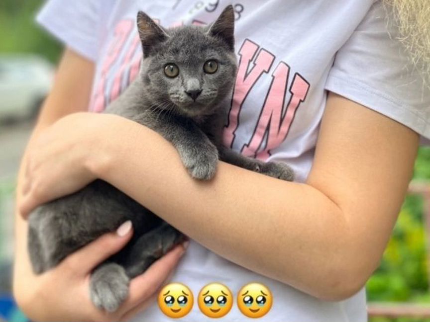 Отдам котенка В добрые руки