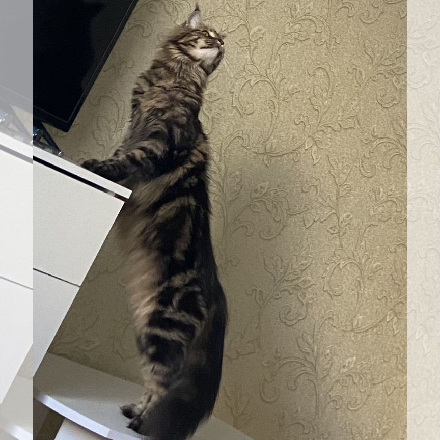 Вязка кошки мейн-кун