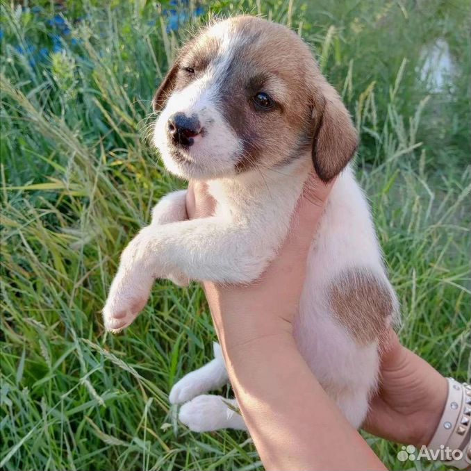 Супер красивенные малыши нуждаются в доме