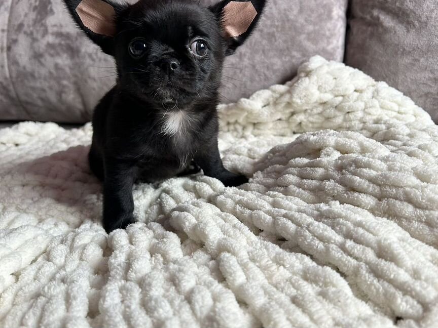 Хороши наши малыши Чихуахуа