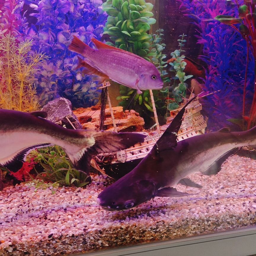 Аквариумная акула