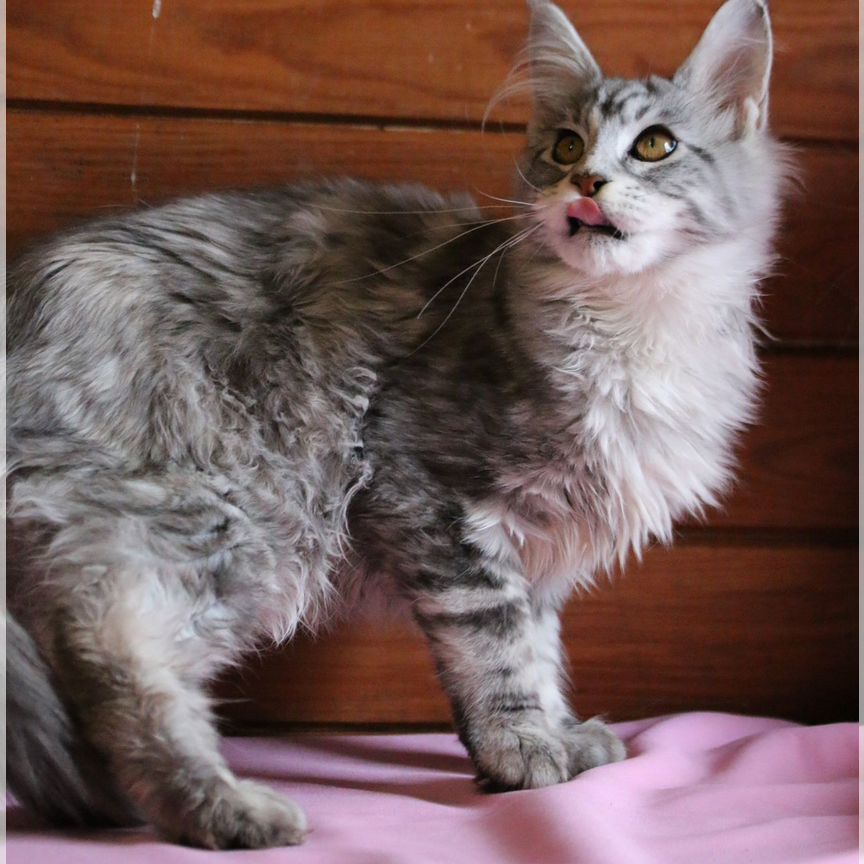 Мейн-кун котёнок