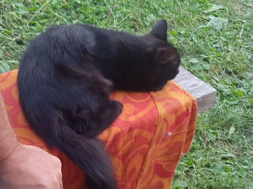 Даром милых котят