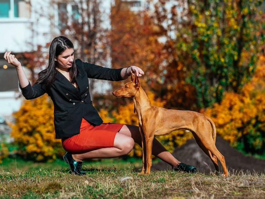 Чирнеко дель Этна кобель для вязки