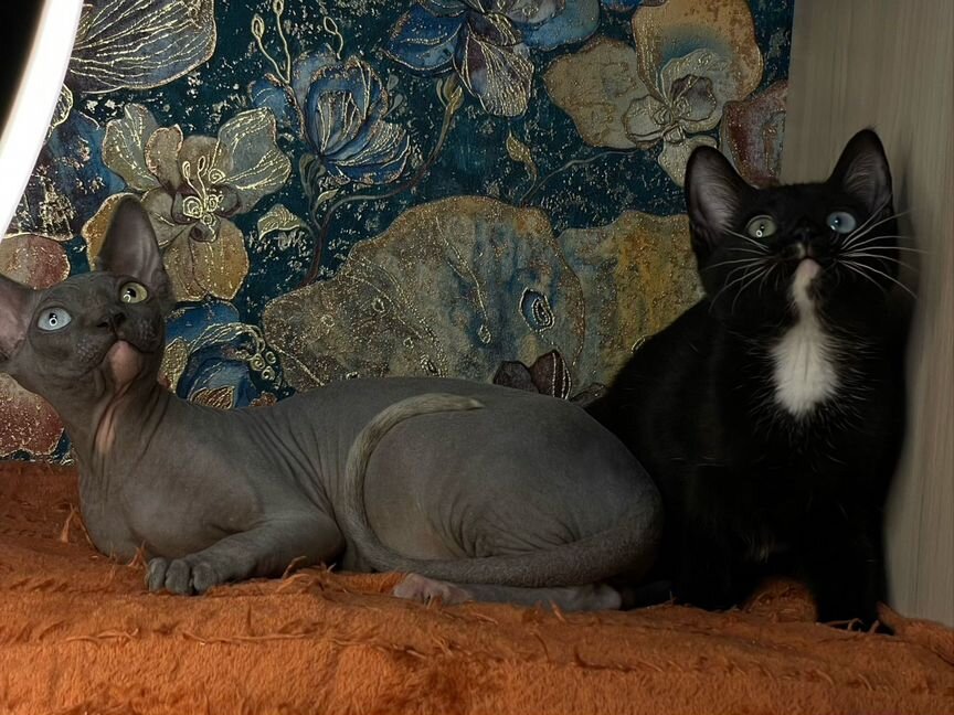 Ддг,дбе девочка