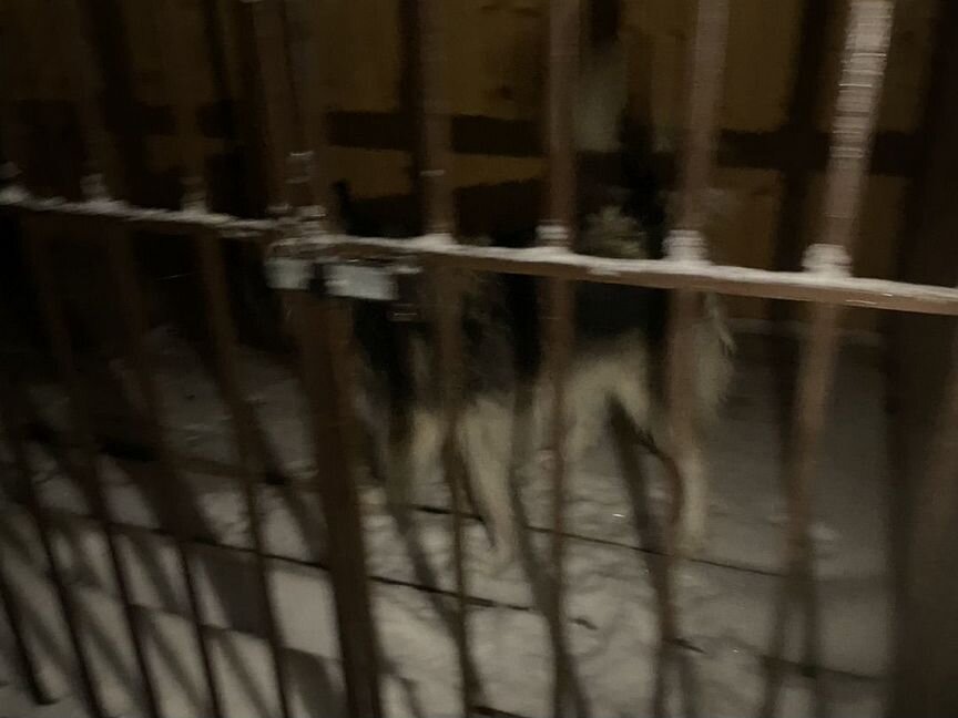 Найдена собака хаски д малые горки