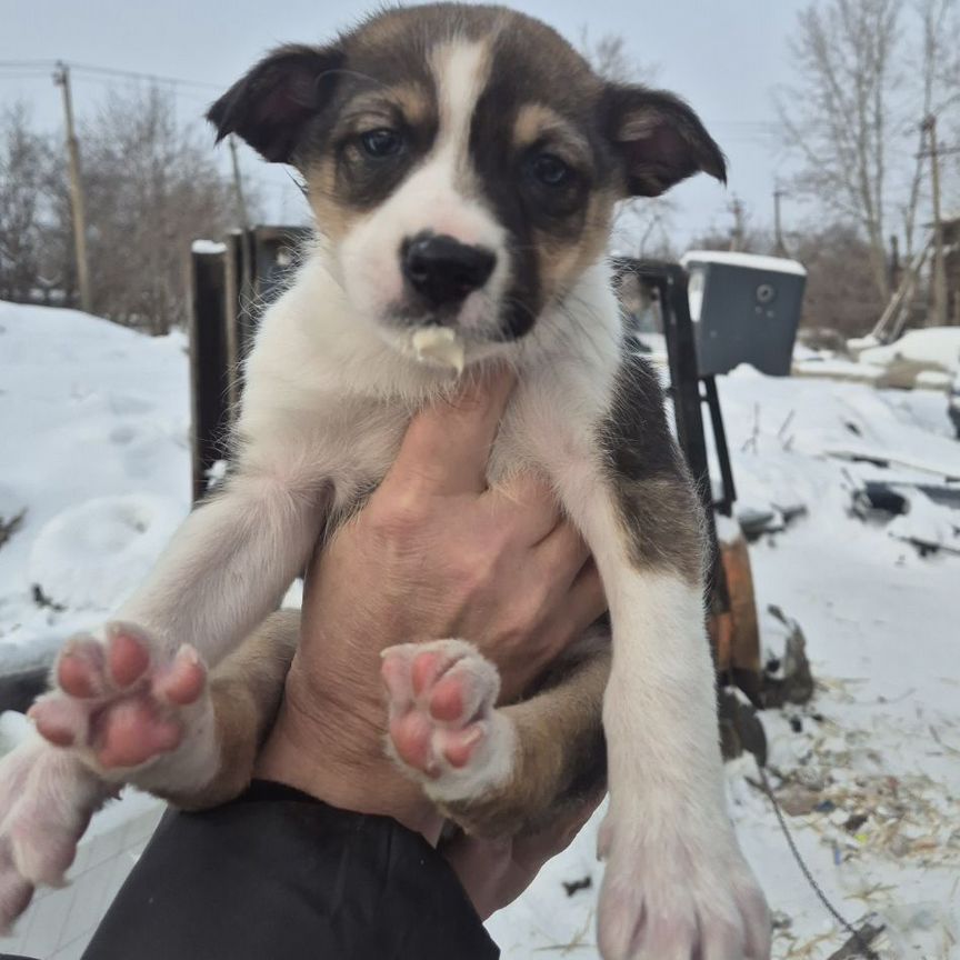 Щенок в добрые руки