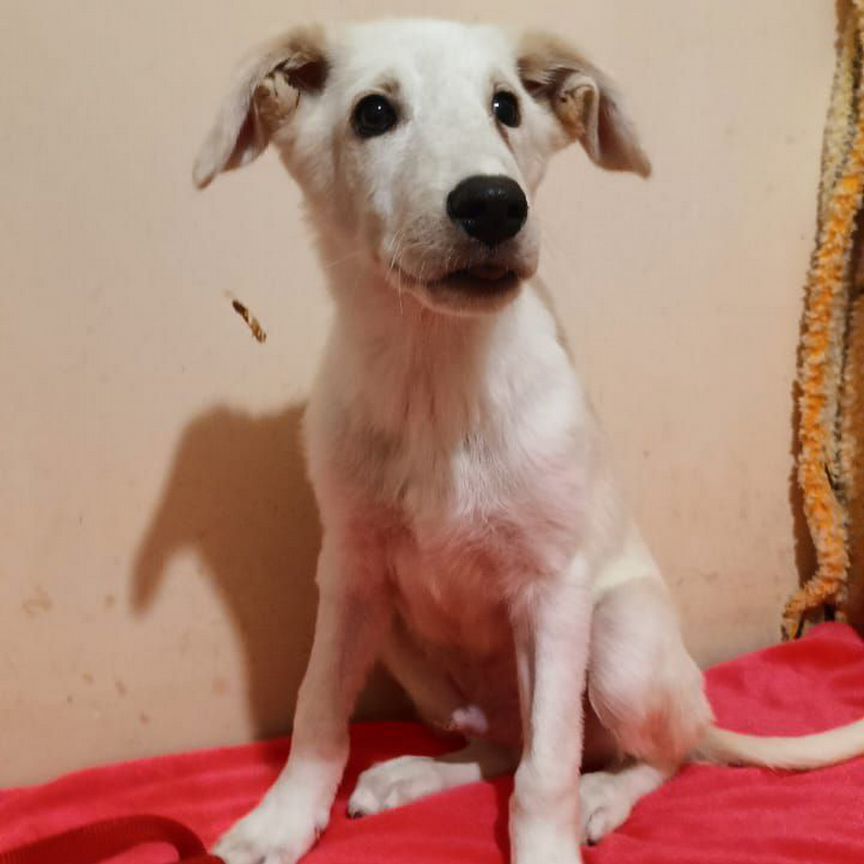 Щенулька Умик ищет дом