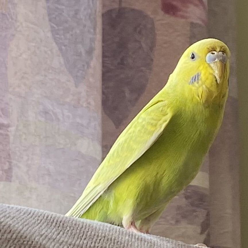 Найден попугай