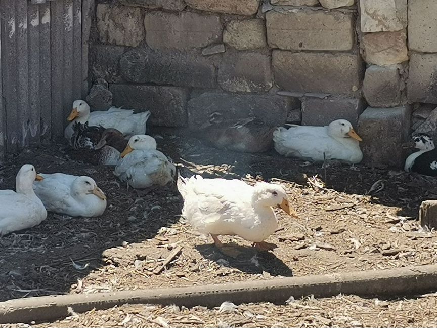 Утки, цыплята голошейки, фавероль