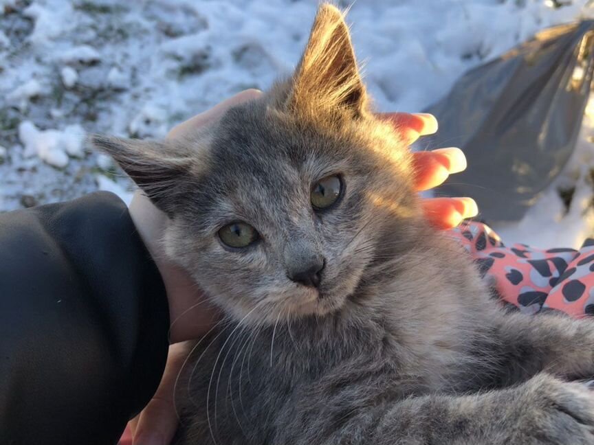 Котята замерзают на улице